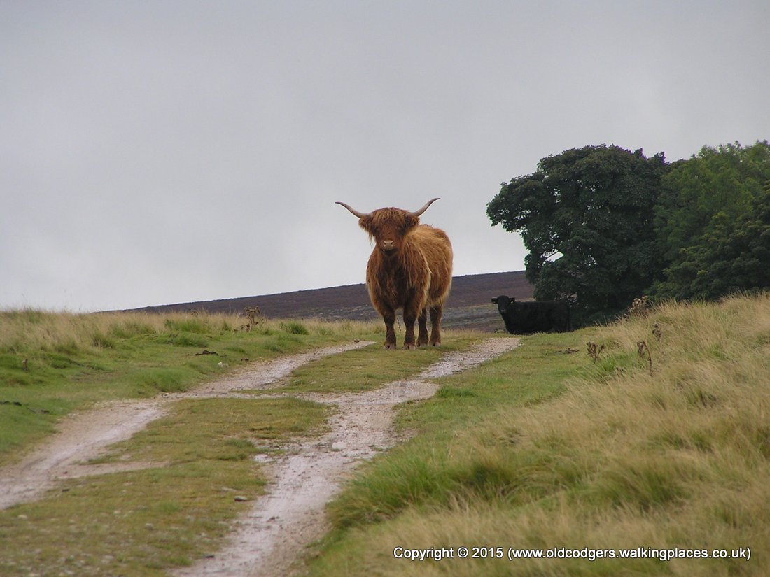 Too Old Codgers on Walking Places