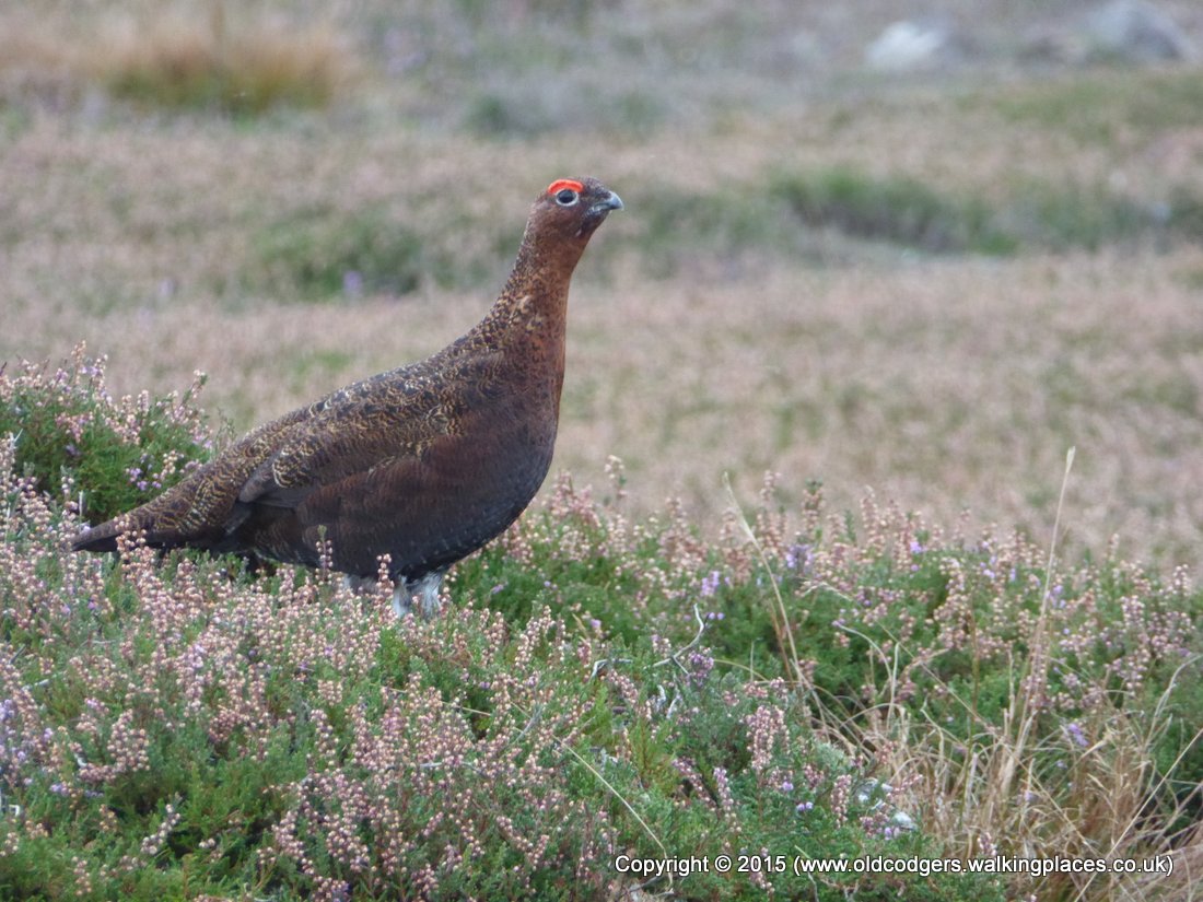 Too Old Codgers on Walking Places